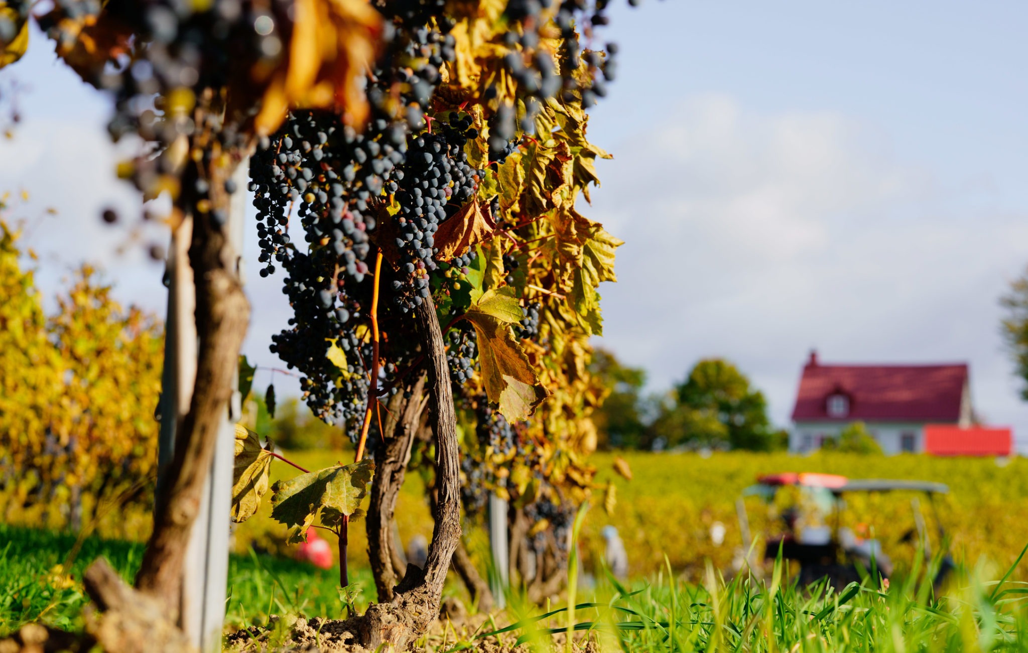 Lake Erie North Shore - Ontario Wine Appellation Authority